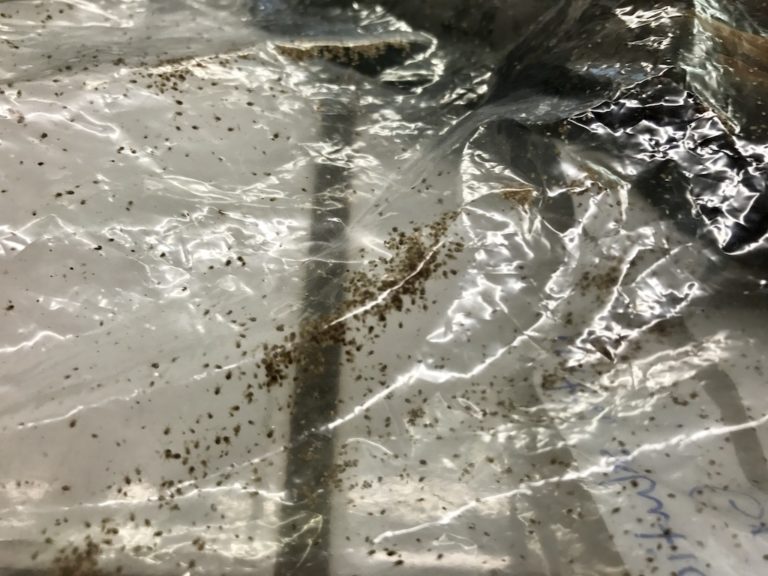 Wie kannst du die Rote Vogelmilbe identifizieren? - GeflügelGesundheit